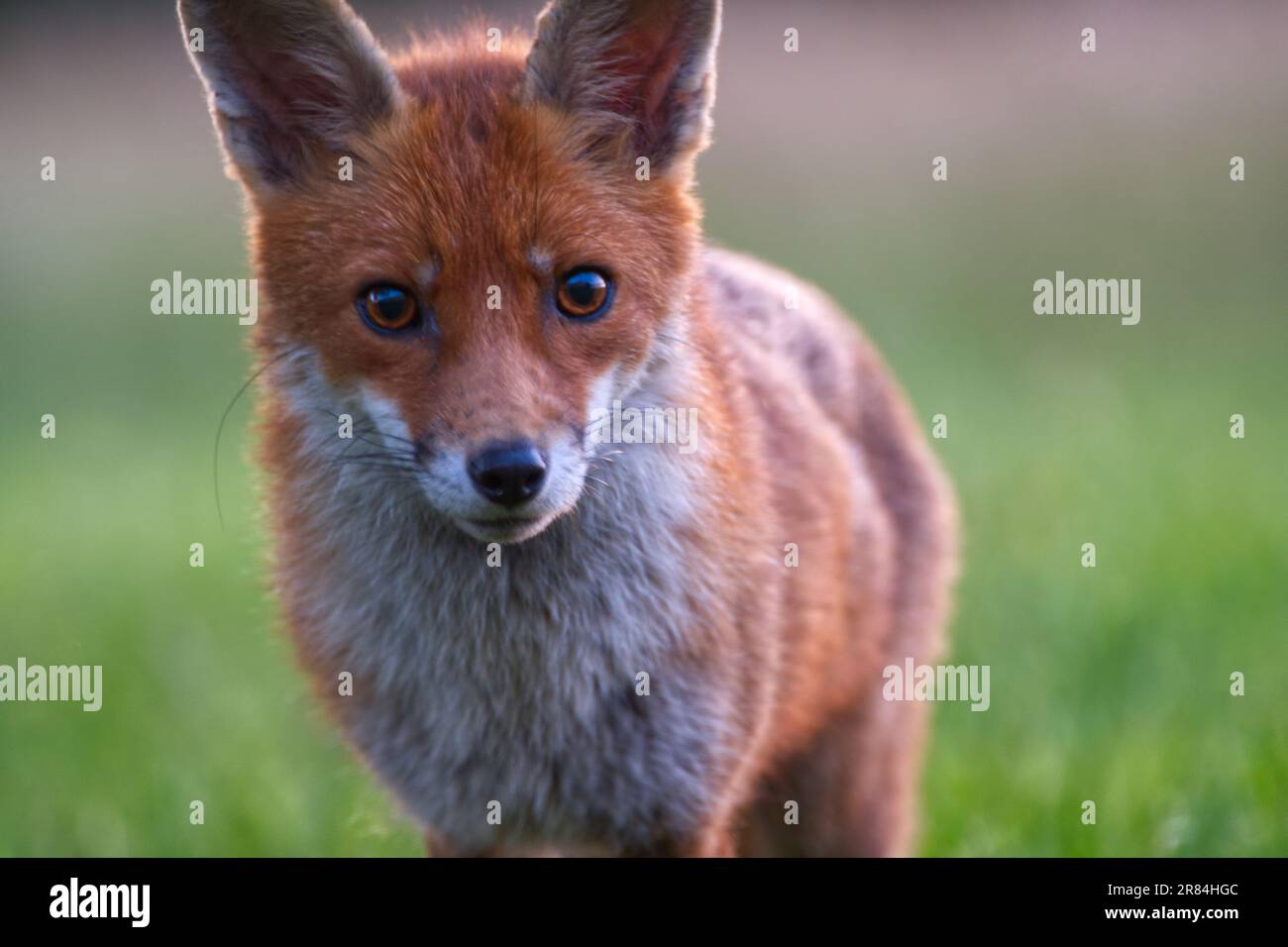Red fox stance hi-res stock photography and images - Alamy