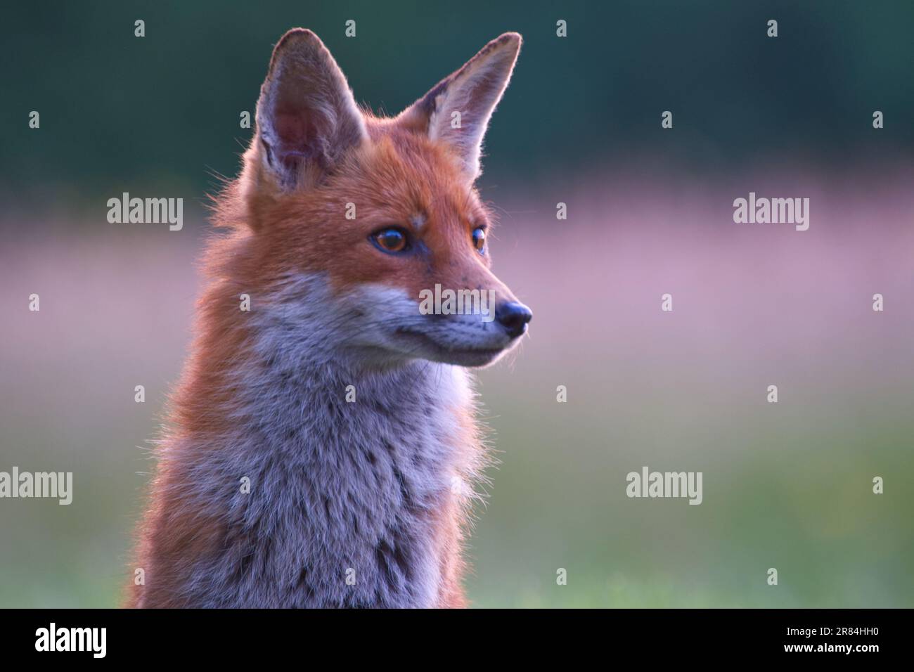 Detailed shots of red foxes hi-res stock photography and images - Alamy