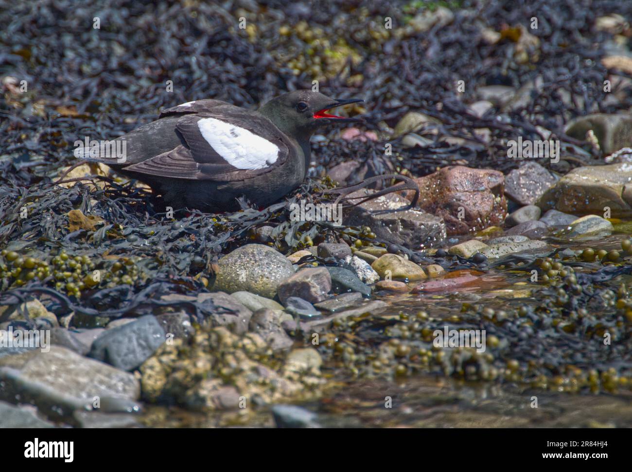Black guillemot nest hi-res stock photography and images - Alamy