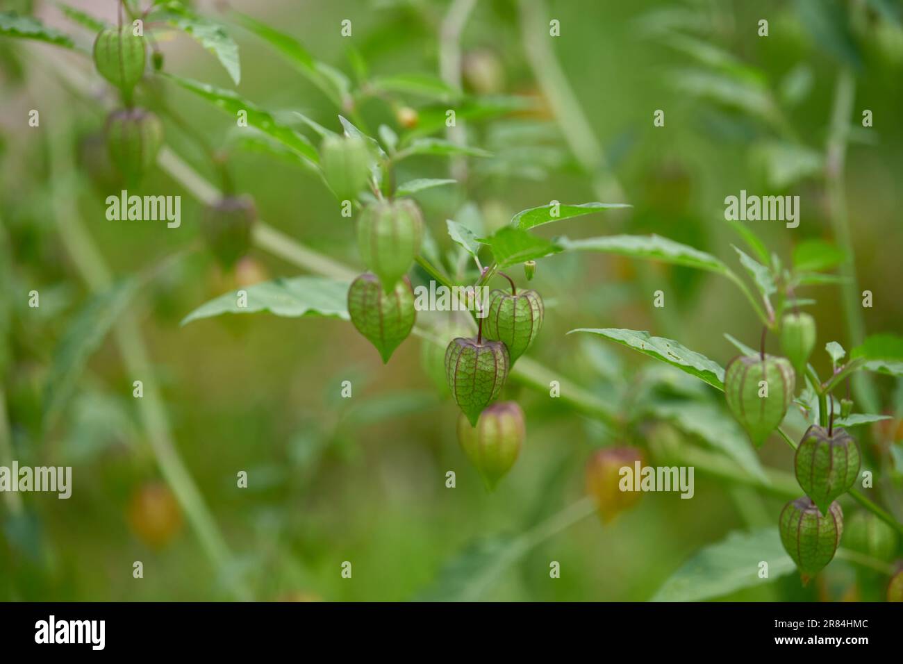 Close-up of cape gooseberry or goldenberry fruits (Physalis peruviana ...
