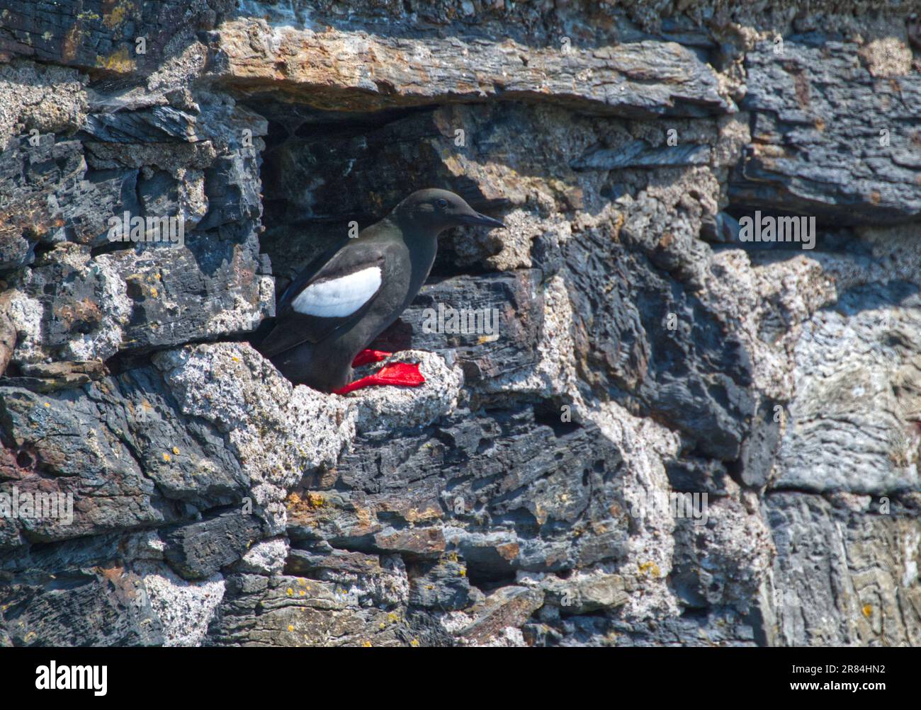 Black guillemot nest hi-res stock photography and images - Alamy