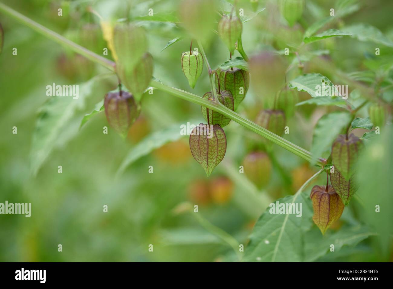Close-up of cape gooseberry or goldenberry fruits (Physalis peruviana ...
