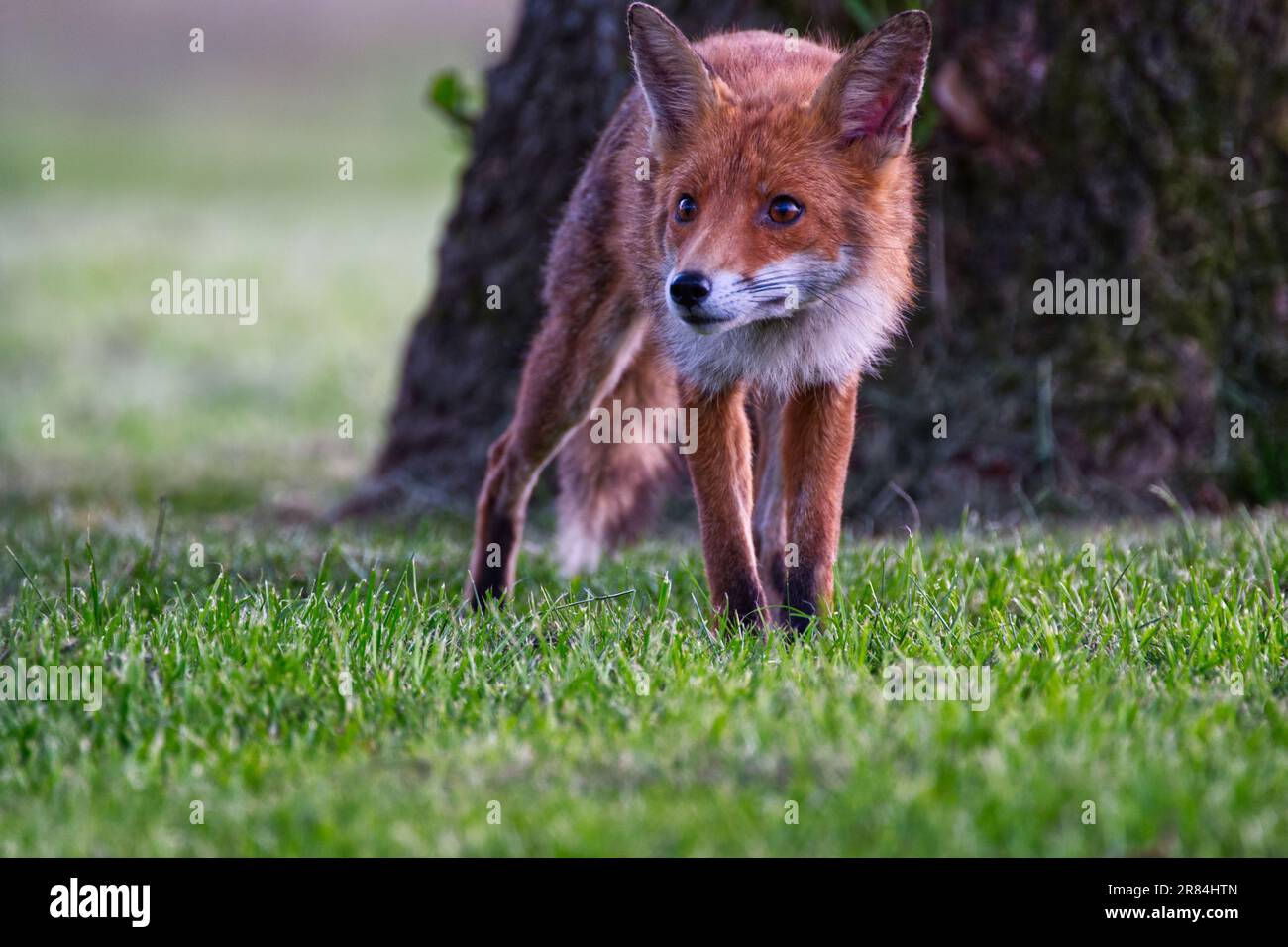 Detailed shots of red foxes hi-res stock photography and images - Alamy