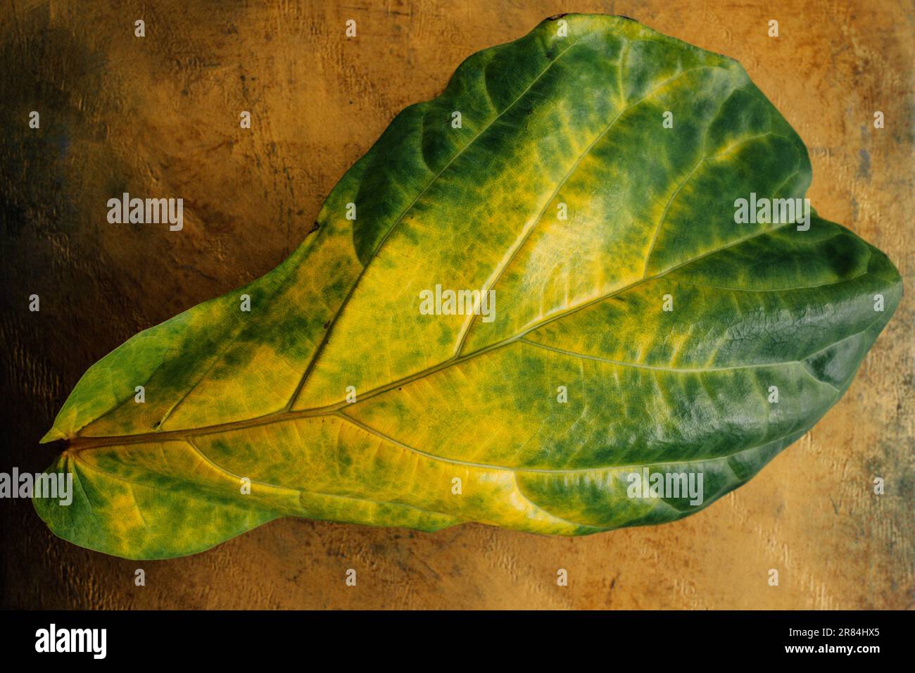 yellowing leaf from Fiddle leaf tree on rustic golden background Stock ...