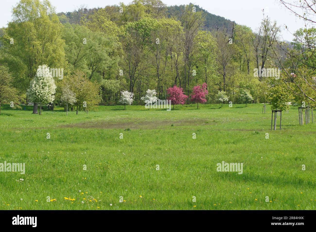 Hill mountain meadow trees hi-res stock photography and images - Alamy