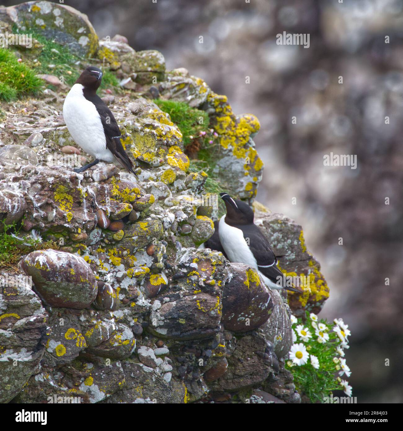 Razorbill couple on cliff edge hi-res stock photography and images - Alamy