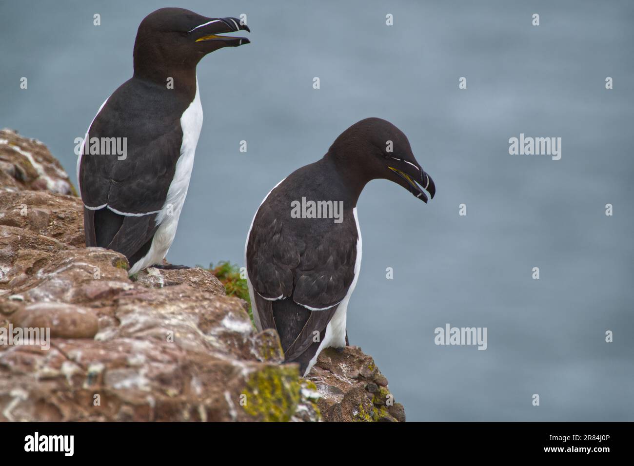 Razor bill on rocks hi-res stock photography and images - Alamy