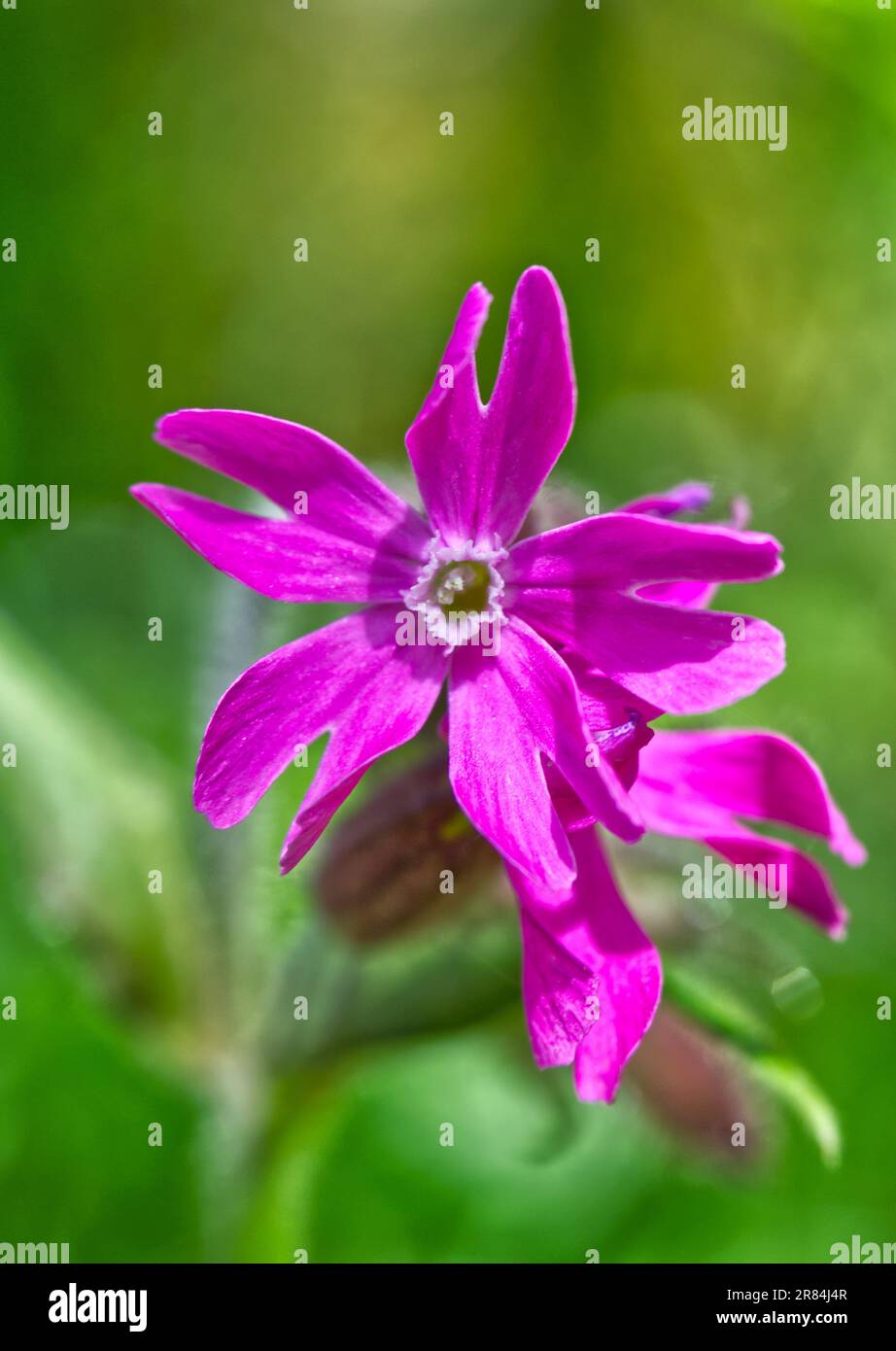 Perennial tbears hi-res stock photography and images - Alamy