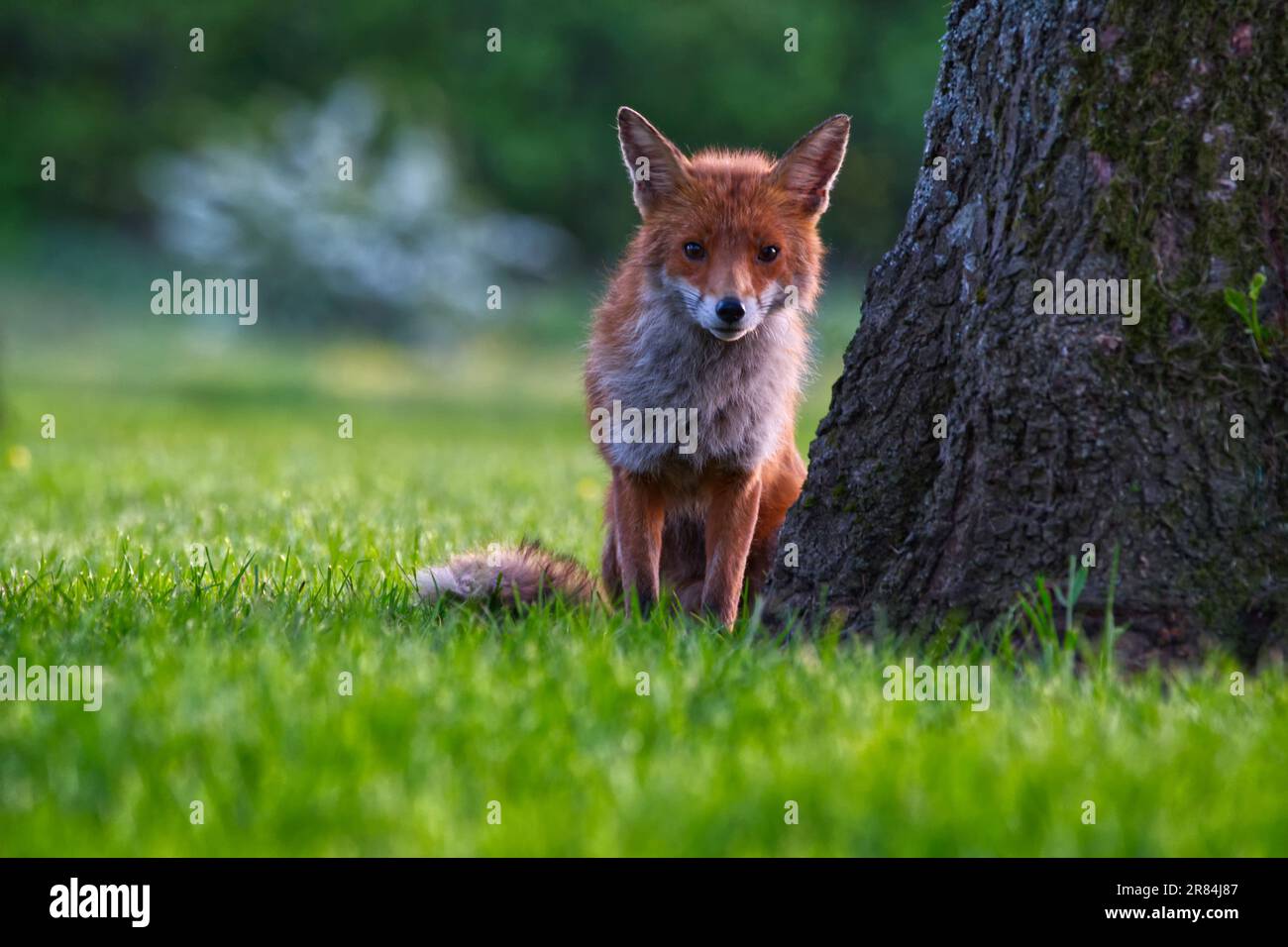 Red fox stance hi-res stock photography and images - Alamy