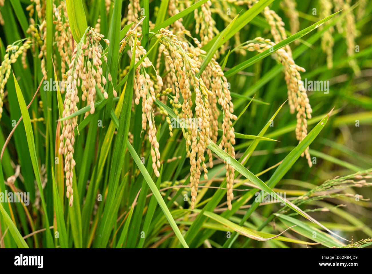 Golden paddy field swaying over sunset day time in Asia. Raw short ...