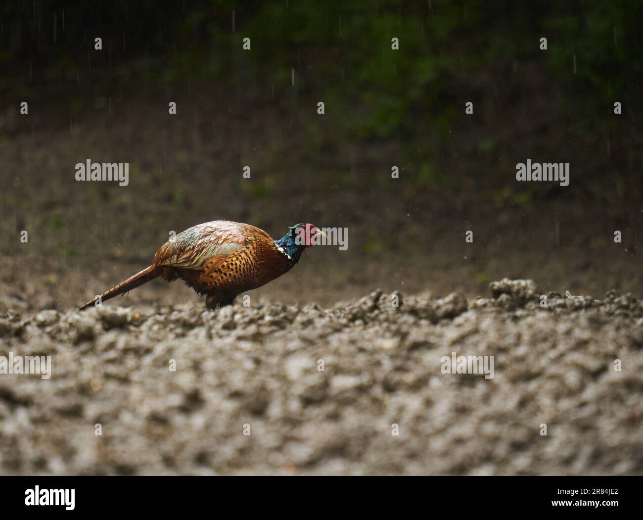 Soaking wet male pheasant in rain in a forest Stock Photo - Alamy