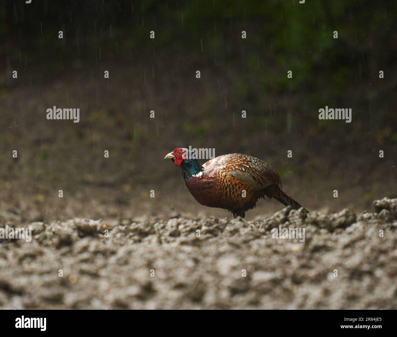 Soaking wet male pheasant in rain in a forest Stock Photo - Alamy