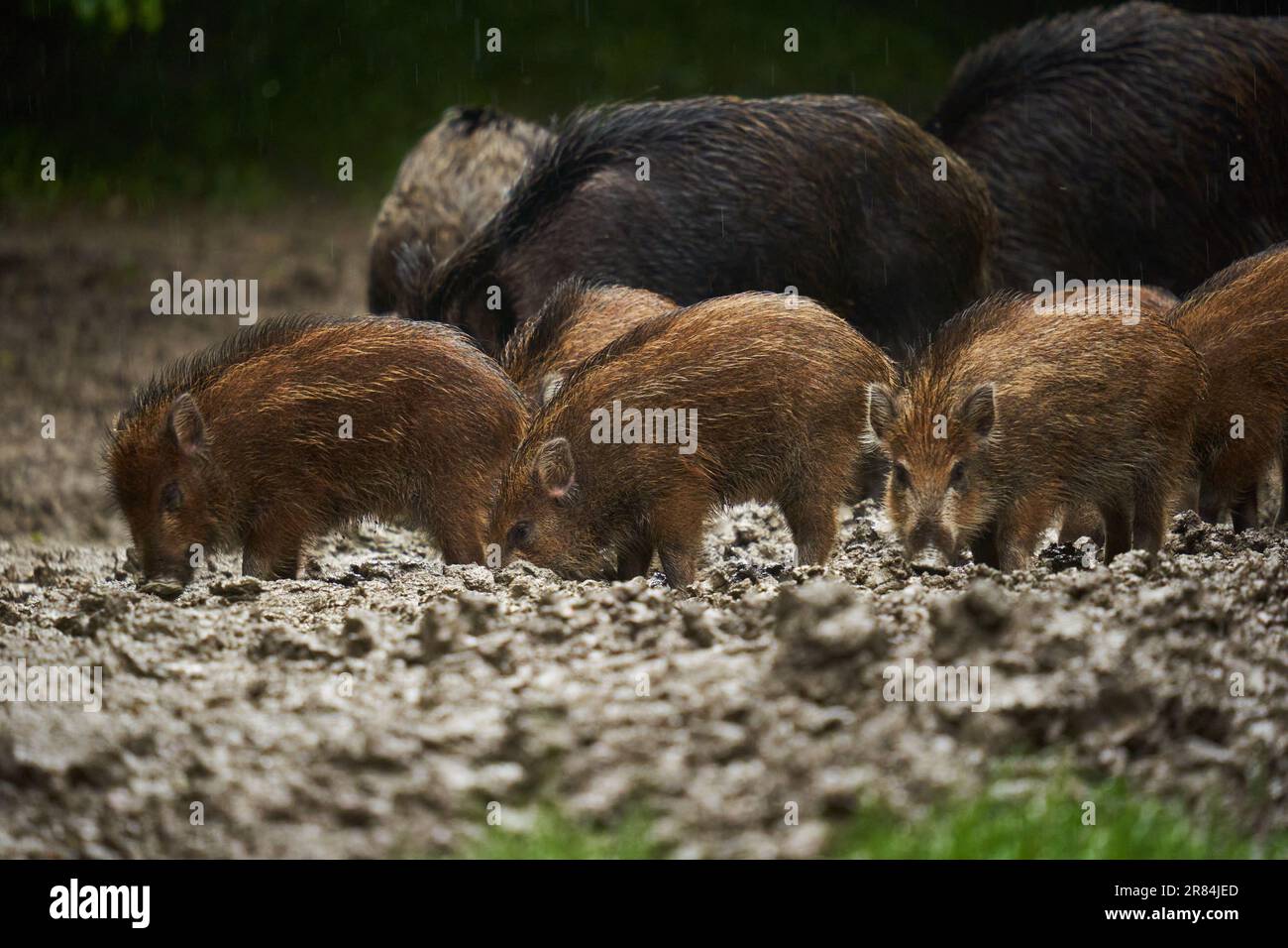 A herd of wild hogs (feral pigs) of all ages in rain, rooting in the ...