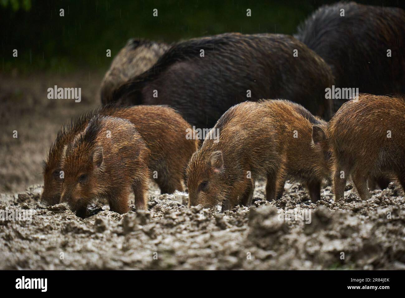 A herd of wild hogs (feral pigs) of all ages in rain, rooting in the ...