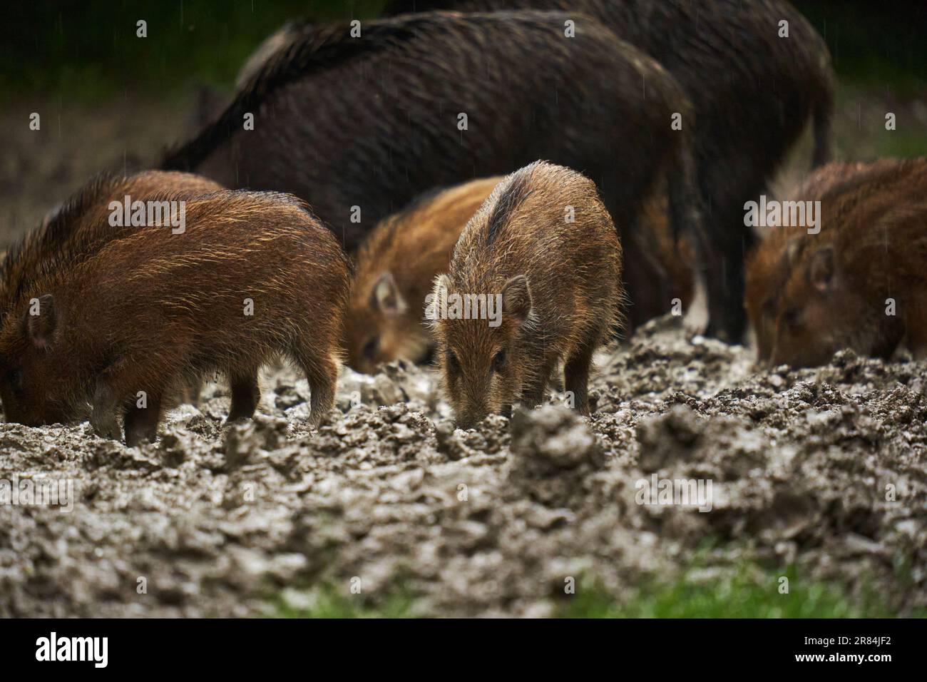 A herd of wild hogs (feral pigs) of all ages in rain, rooting in the ...