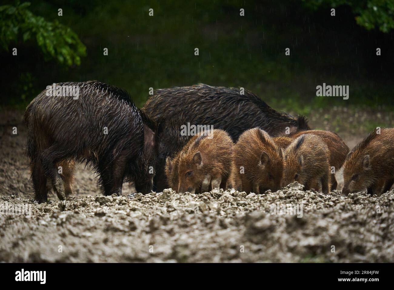Herd Of Wild Pigs