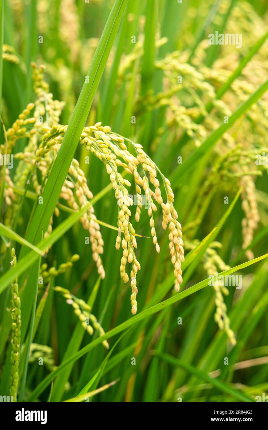 Golden paddy field swaying over sunset day time in Asia. Raw short ...