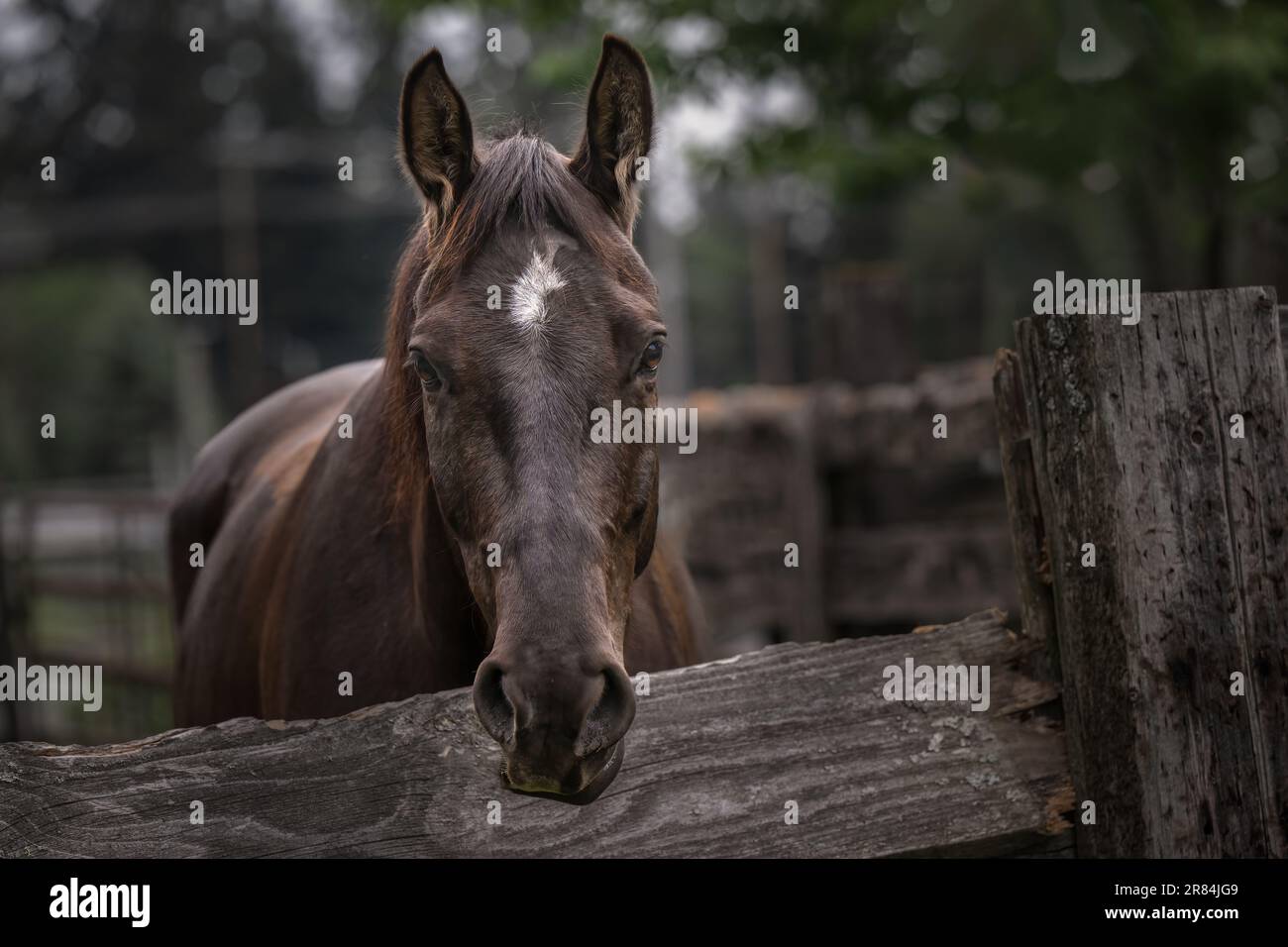 Wooden fence rodeo hi-res stock photography and images - Alamy