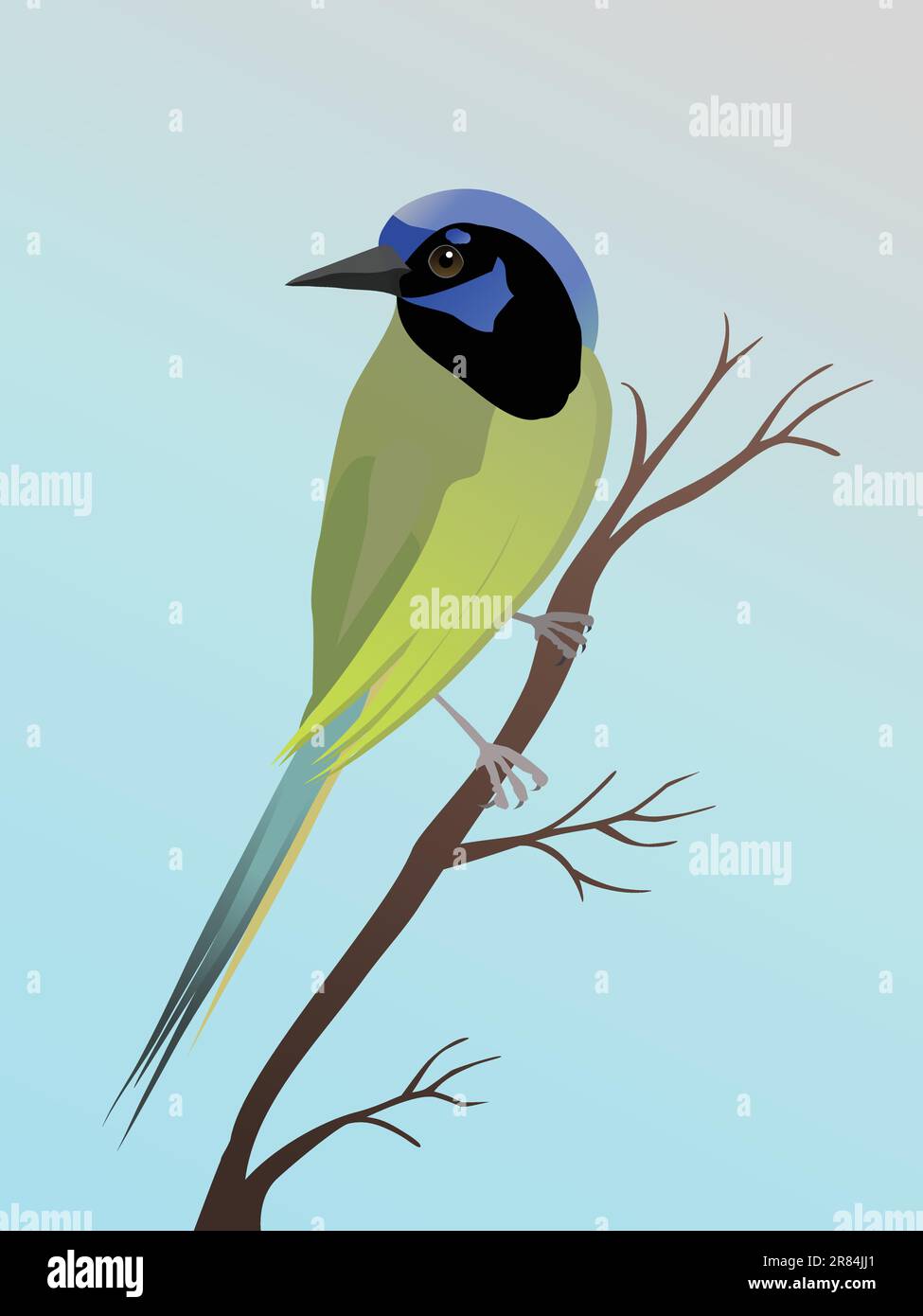 A vector illustration of a green jay. The bird is perched on a slanted ...