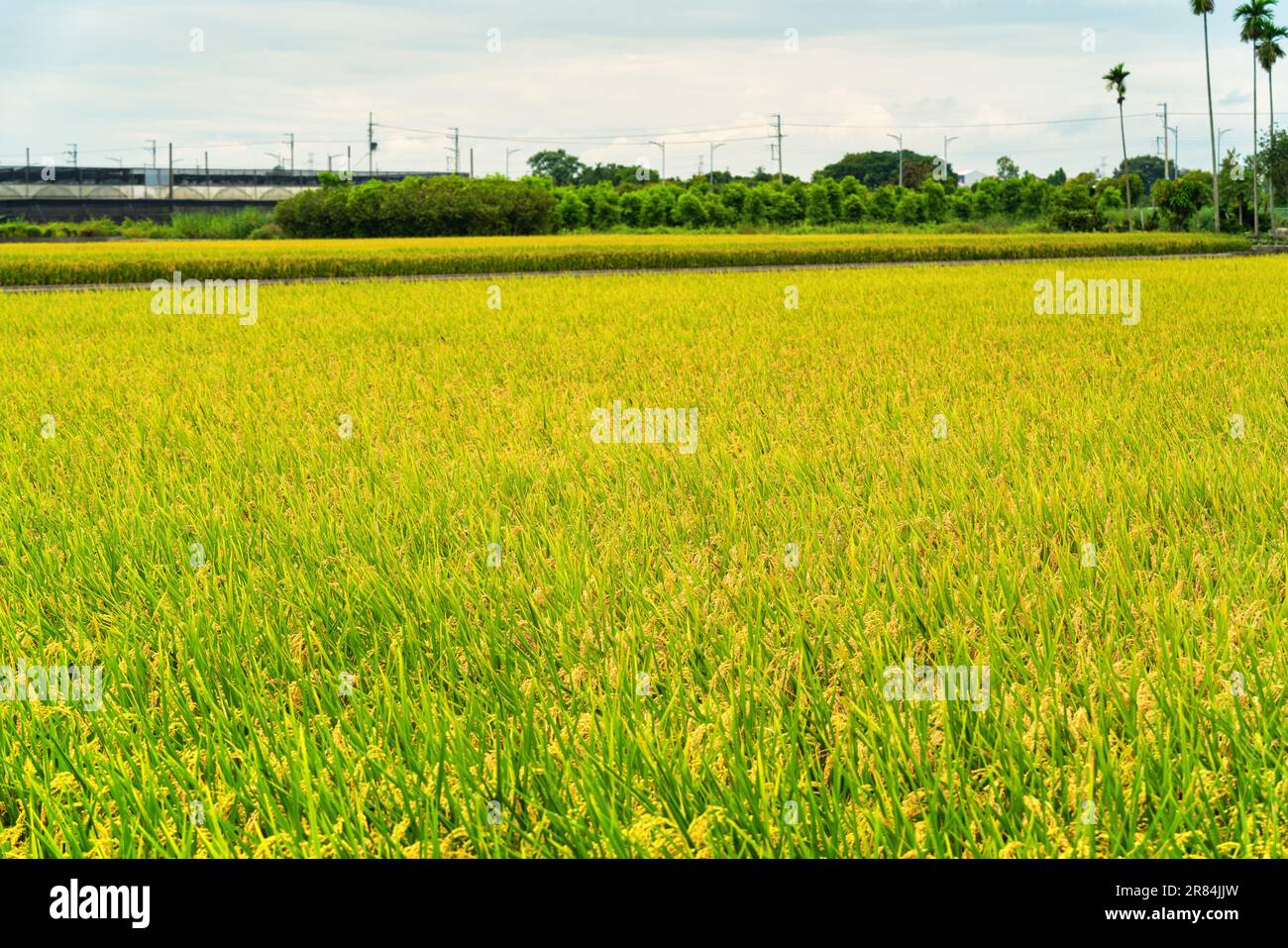 Golden paddy field swaying over sunset day time in Asia. Raw short ...