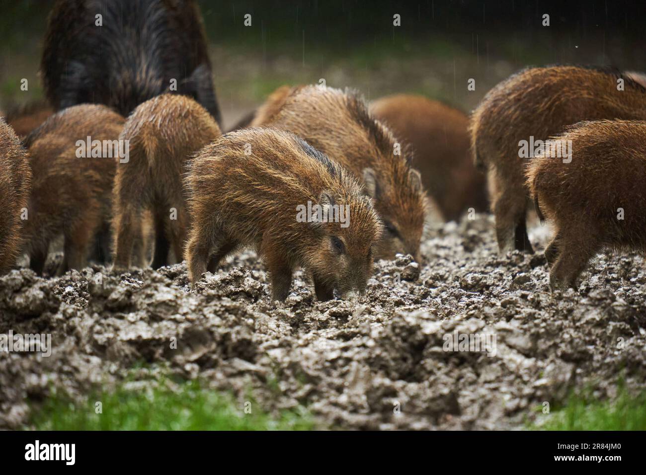 Herd Of Wild Pigs