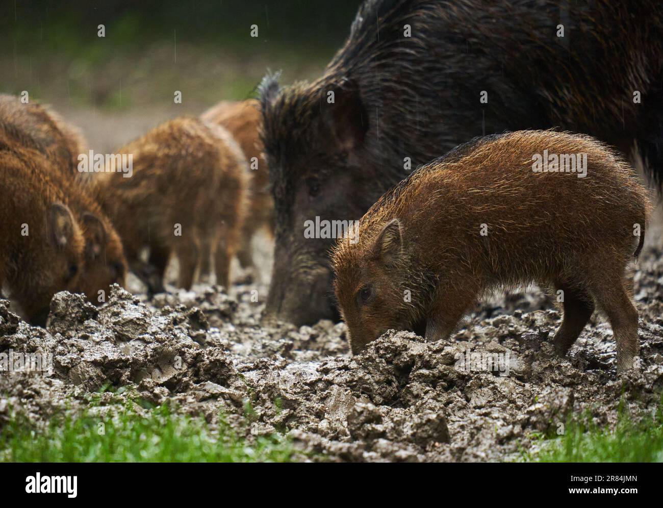 A herd of wild hogs (feral pigs) of all ages in rain, rooting in the ...