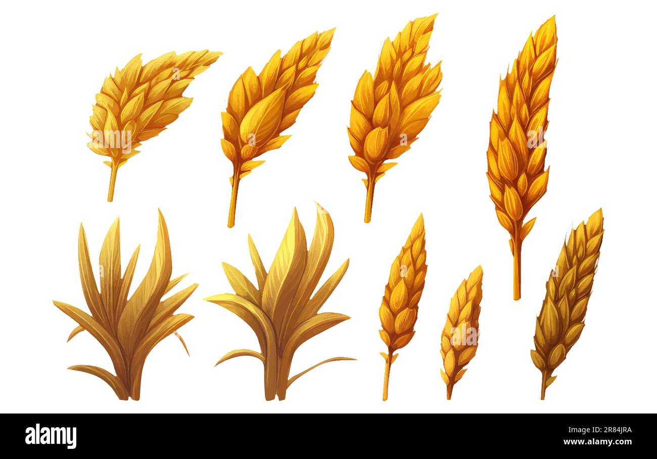 watercolor set vector illustraton of golden wheat grain crop isolated ...