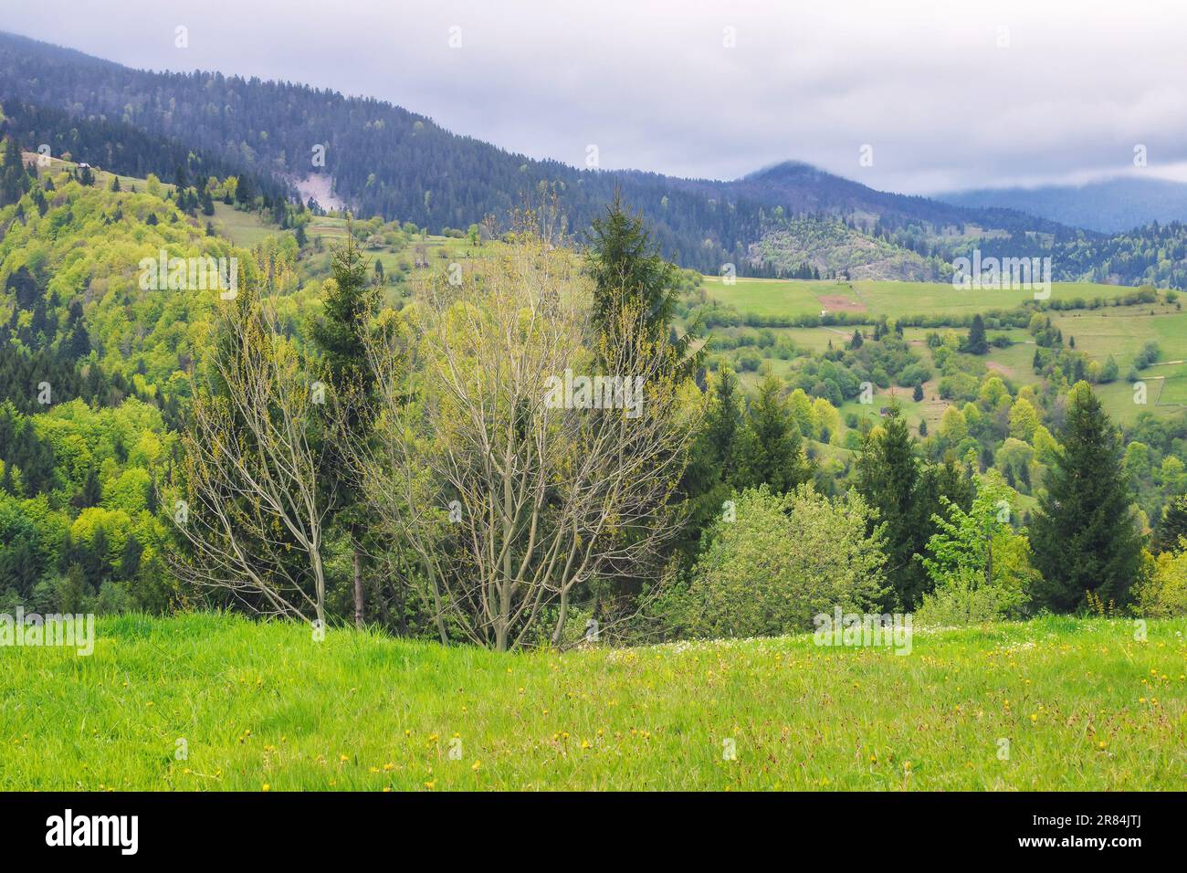 forested landscape of ukrainian mountains. carpathian countryside ...