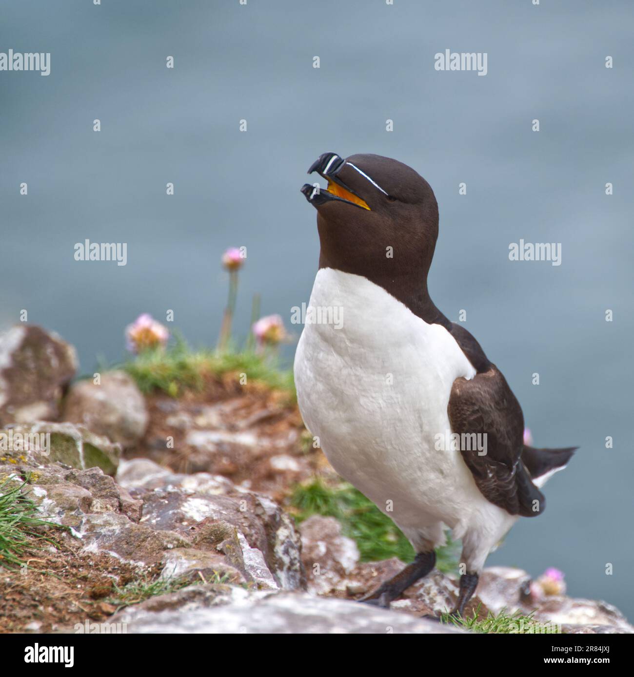 Razorbill in flowers hi-res stock photography and images - Alamy