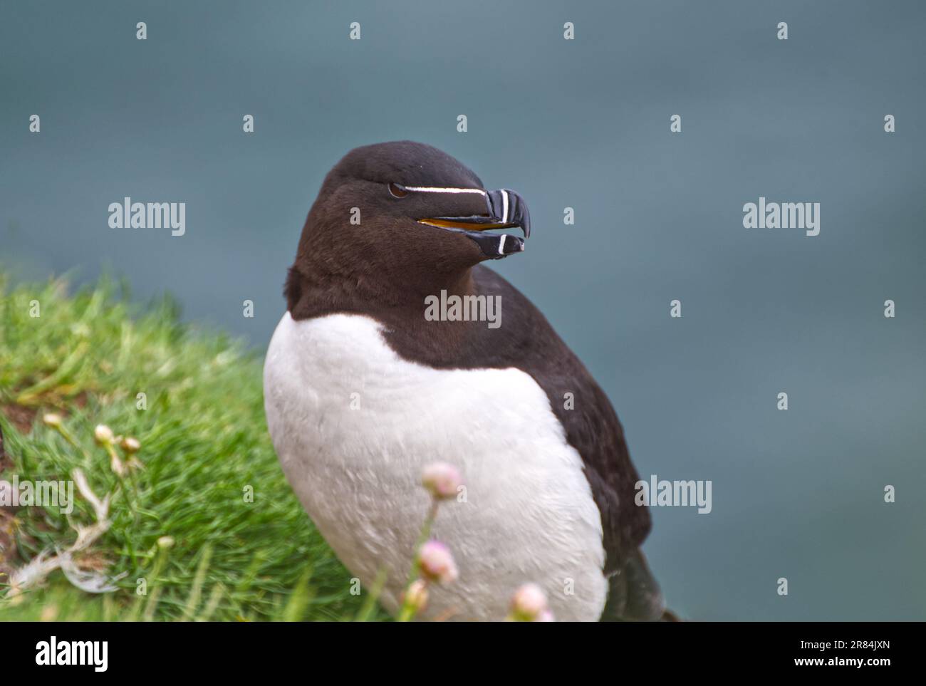 Razorbill couple on cliff edge hi-res stock photography and images - Alamy