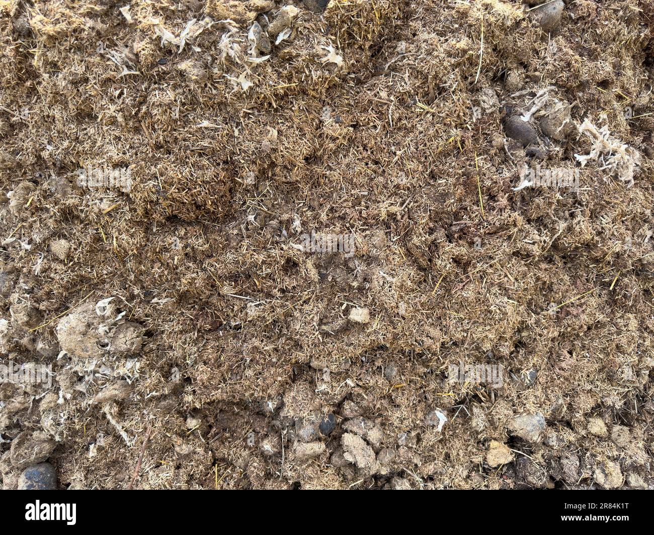 Horse manure Horse droppings dung in a field Stock Photo - Alamy
