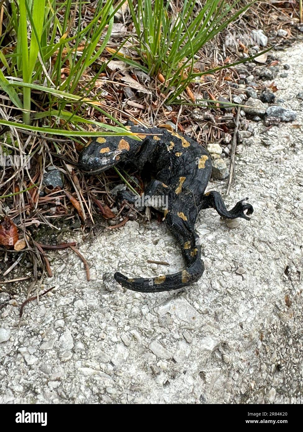 Fire salamander in the mountains after a rain shower Stock Photo - Alamy