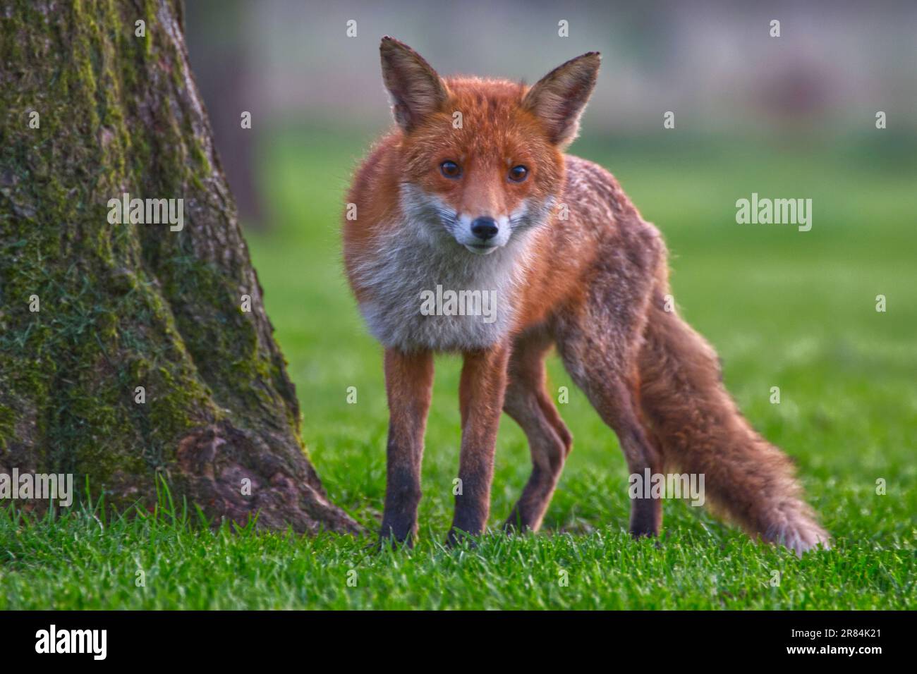 Front facing pov red fox hi-res stock photography and images - Alamy