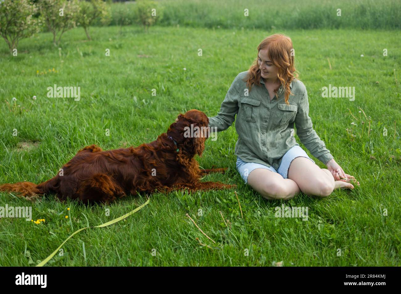 Red Irish Setter outdoor training process. Beautiful blonde smiling ...