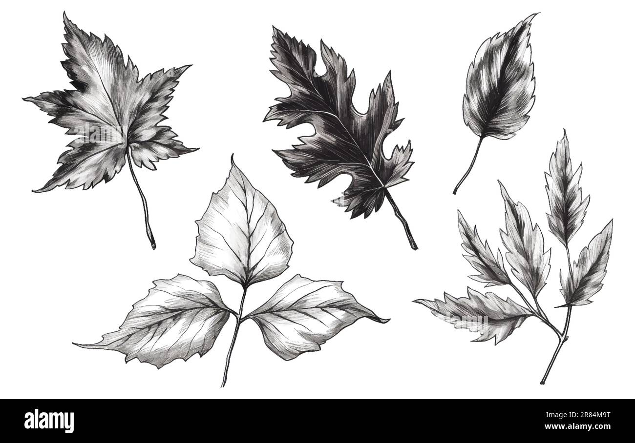 set vector illustration autumn leaf elements coloring book on black and ...