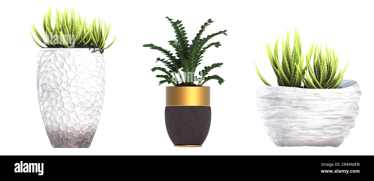 decorative flower in a pot isolated on white background, 3D ...