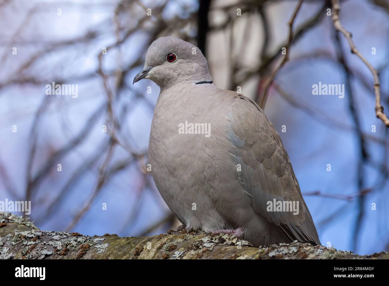 The collared dove perched on a branch Stock Photo - Alamy