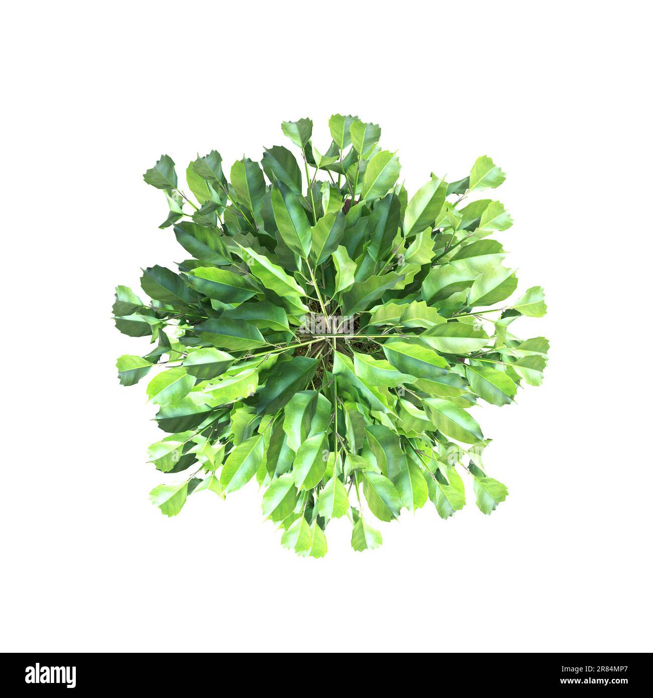 Interior view small bush Cut Out Stock Images & Pictures - Alamy