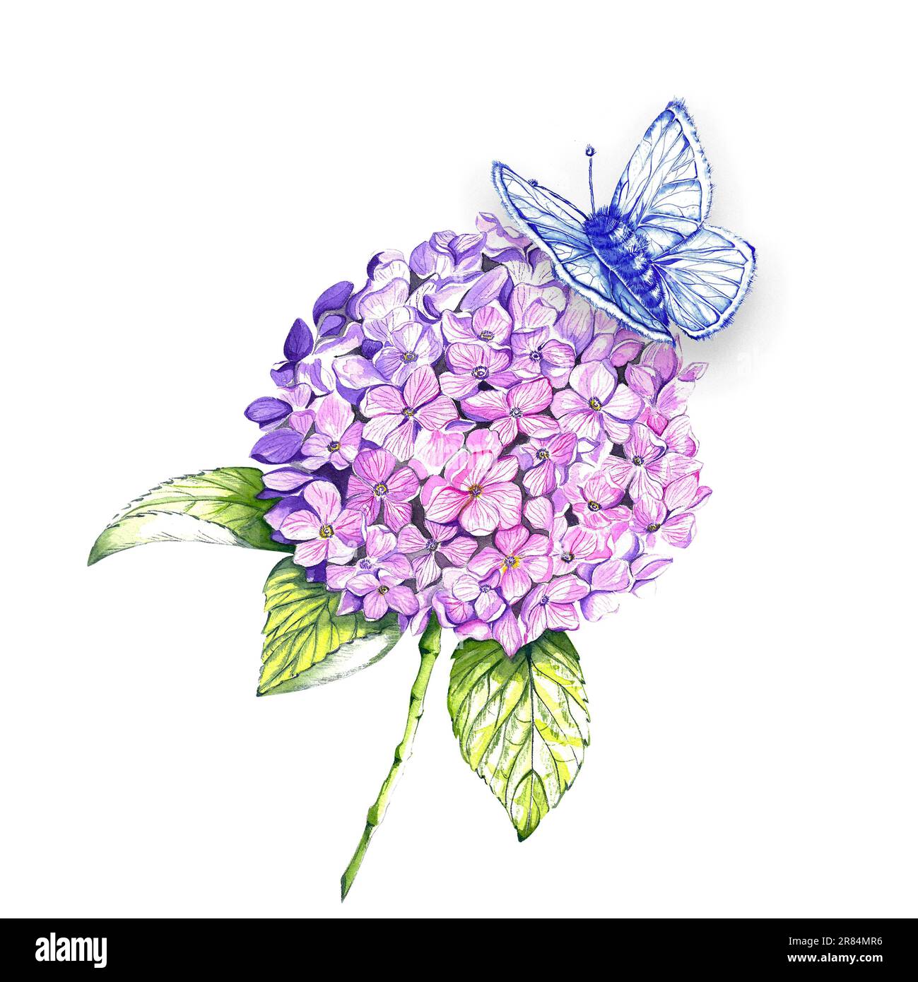 a set of watercolor illustrations. blue butterflies, lotus flowers ...