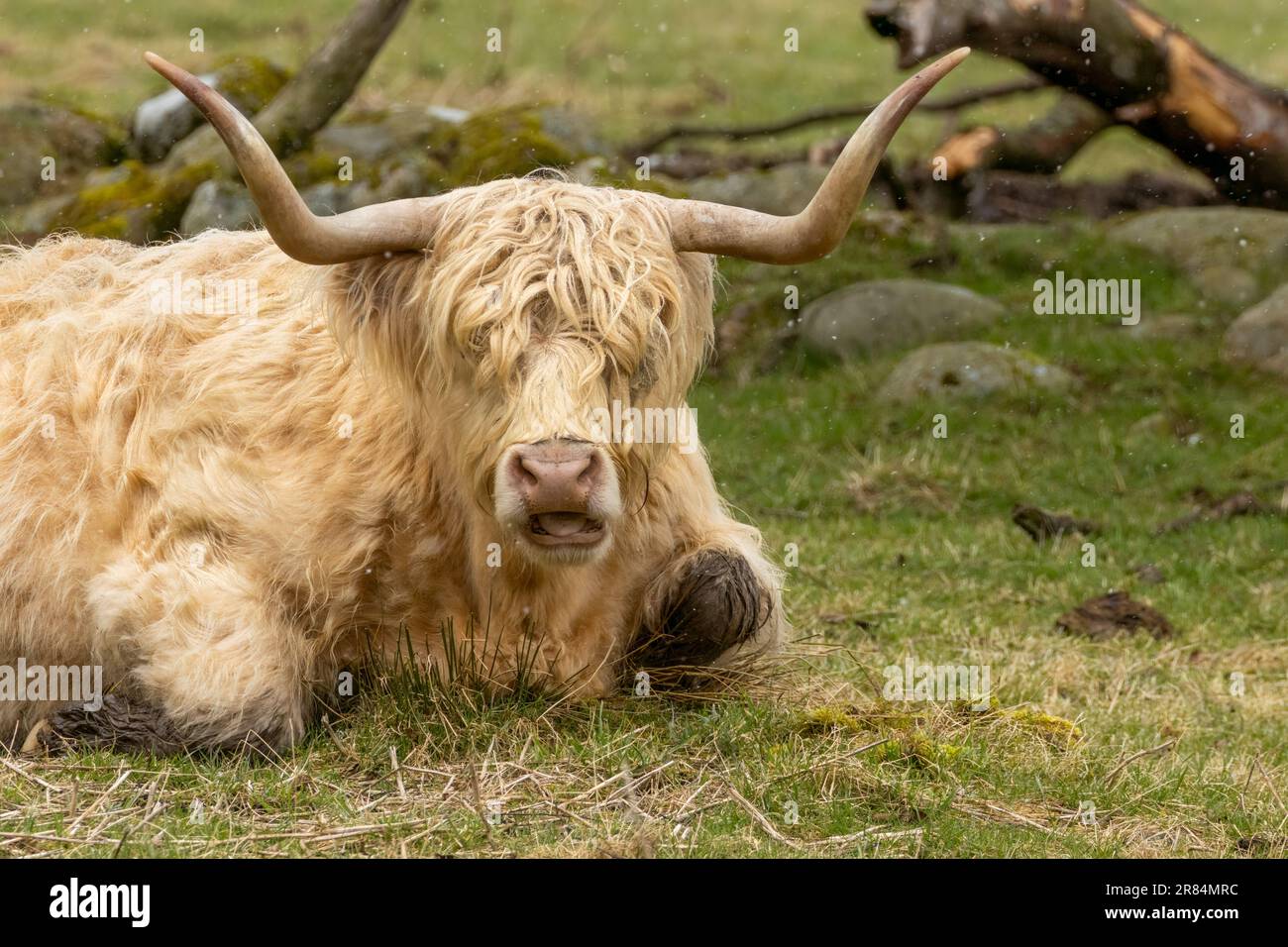 A Scottish highland cow with big horns in a field Stock Photo - Alamy