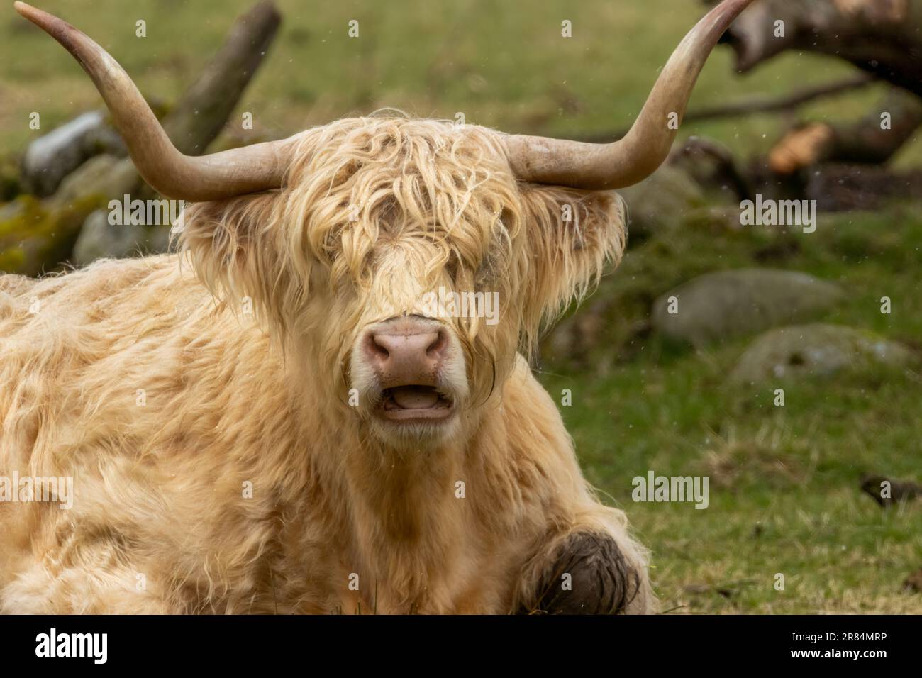 A Scottish Highland cow with big horns in a field Stock Photo - Alamy