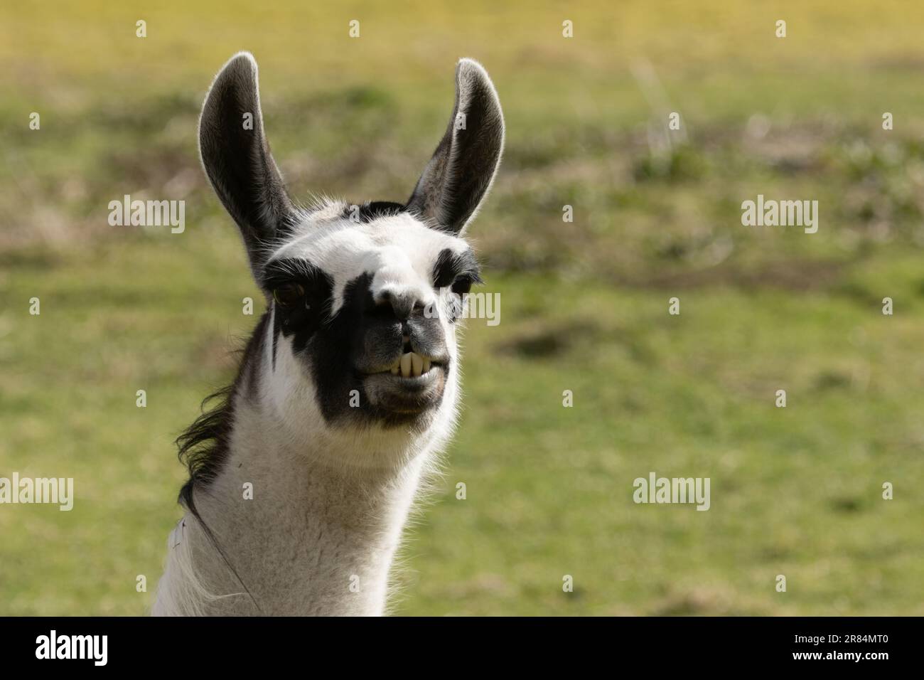 Black and white llama hi-res stock photography and images - Alamy