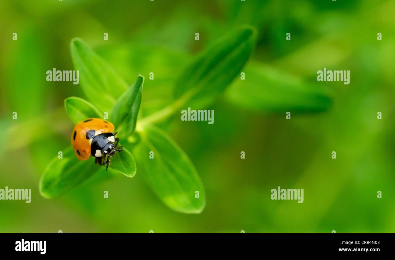 Potato ladybug hi-res stock photography and images - Alamy