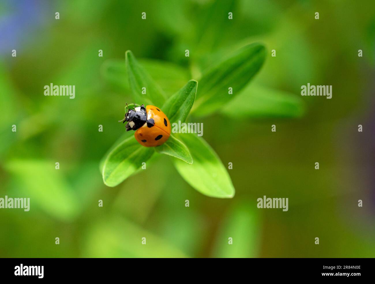 Ladybug colorado potato beetle hi-res stock photography and images - Alamy