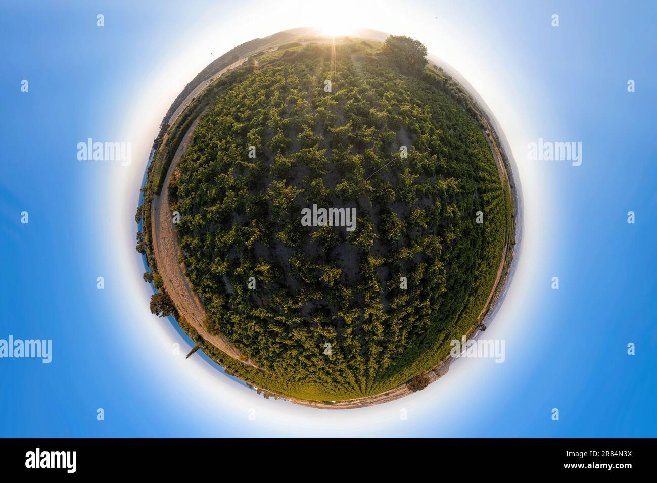 Little Planet of a vineyard landscape in Avdimou, Cyprus Stock Photo ...
