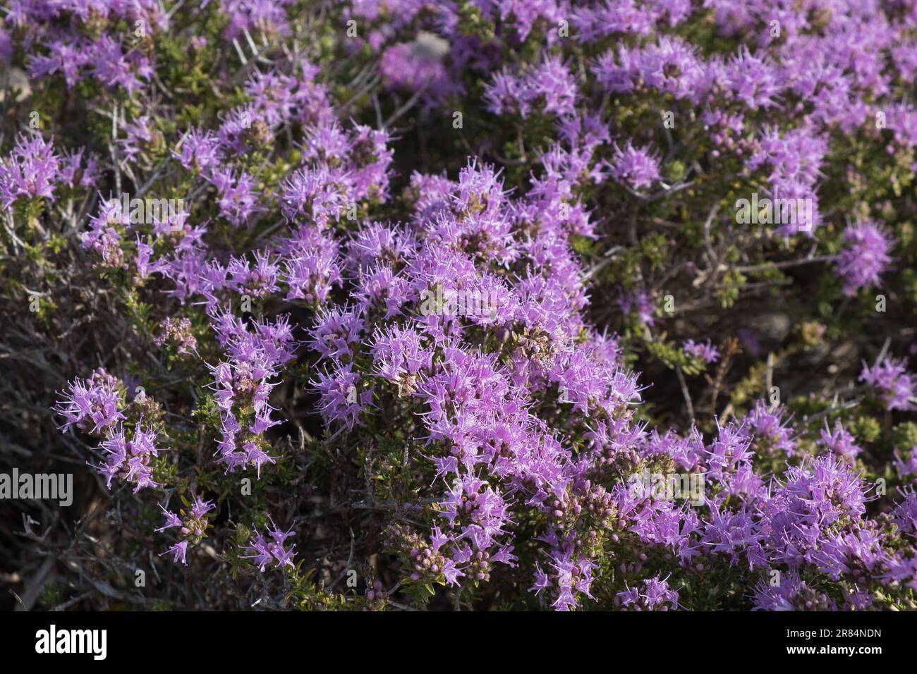 A shrub with vibrant purple Thymbra capitataflowers in full bloom, in a ...