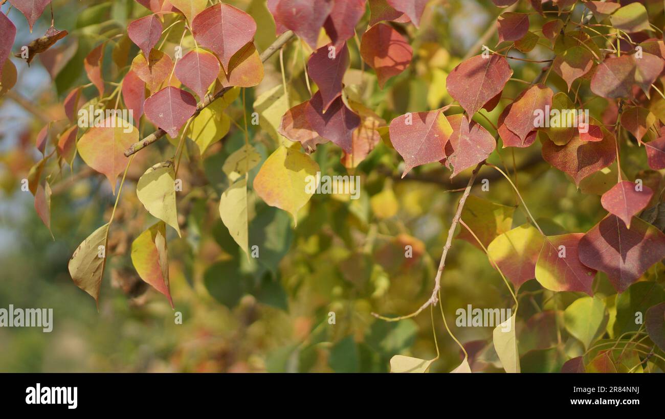 Transitioning hues of green hi-res stock photography and images - Alamy