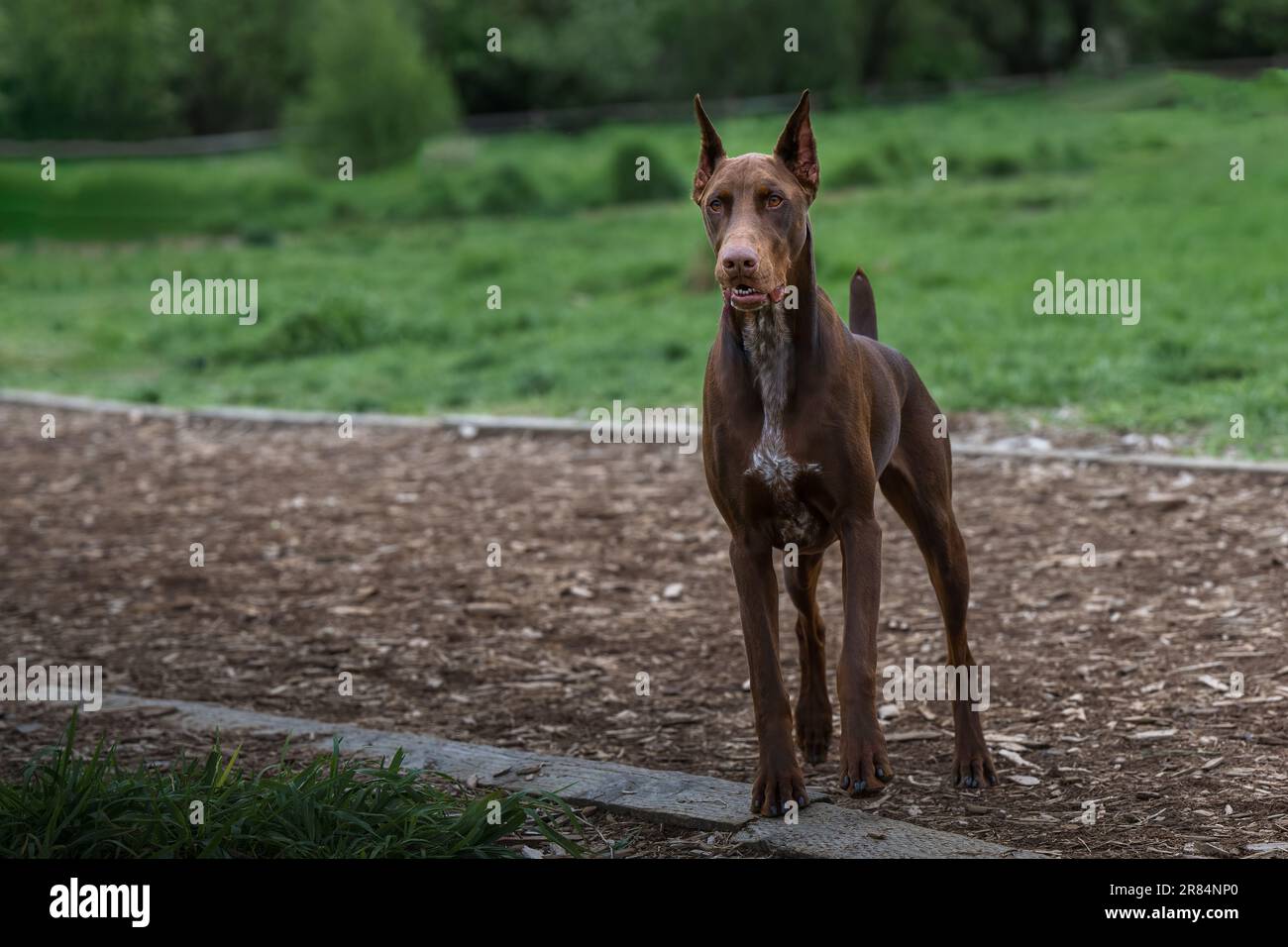 Dobermans hi-res stock photography and images - Alamy