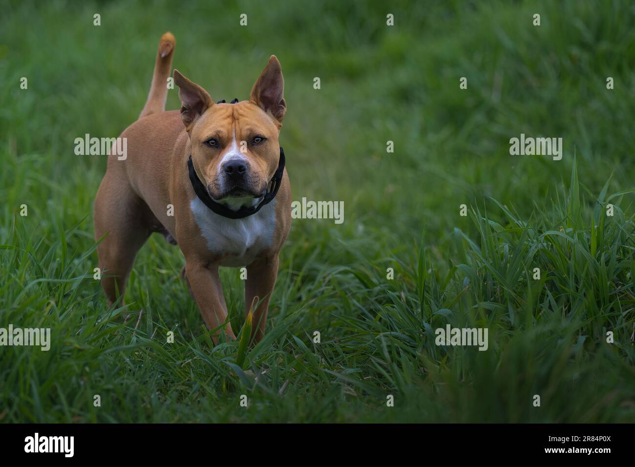 A brown Pitbull running in field Stock Photo - Alamy