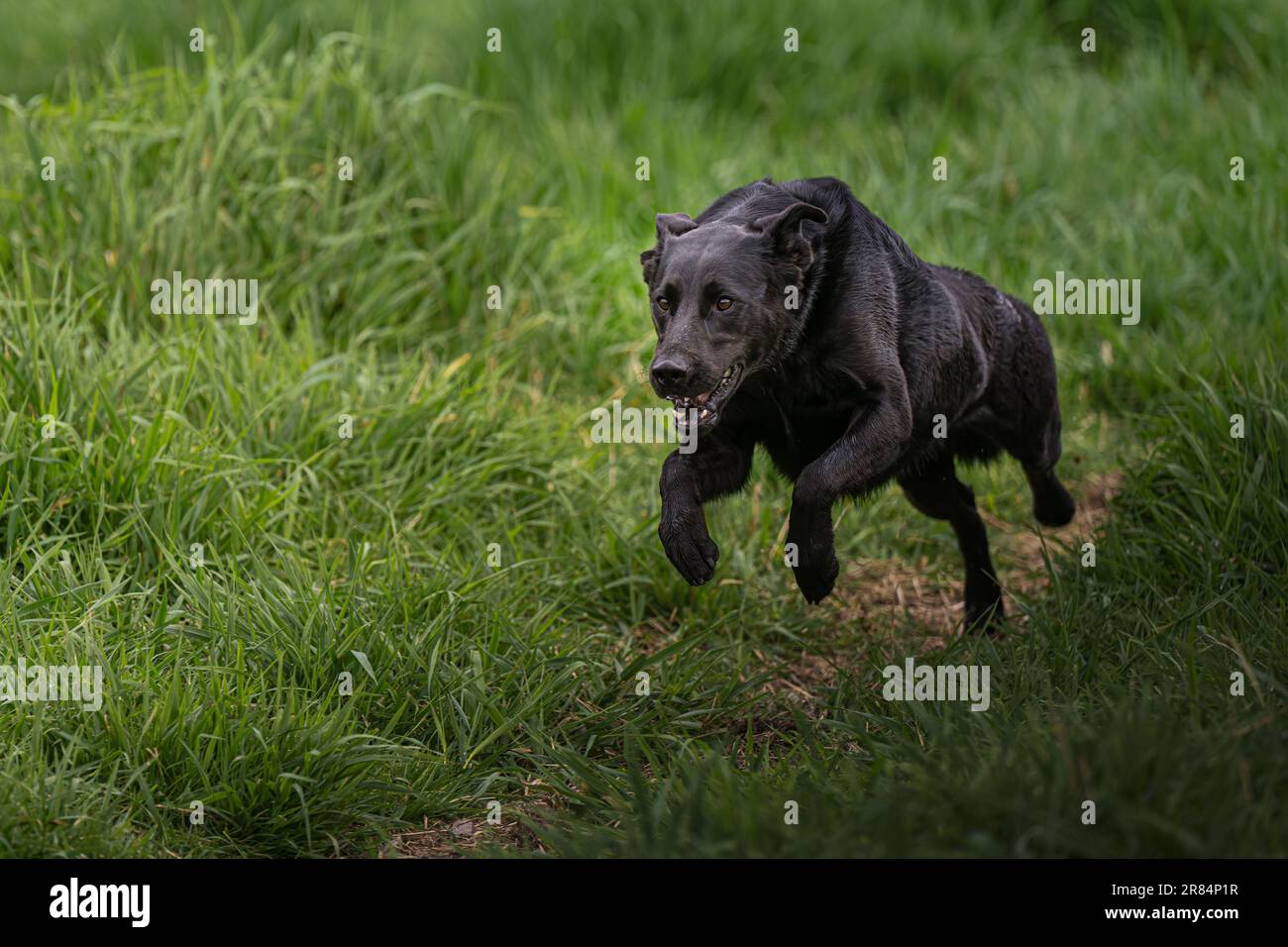A black labrador running in greenery field Stock Photo - Alamy